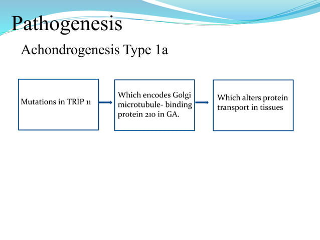 Achondrogenesis type 1a. pptx | PPTX | Bone and Joint Conditions ...