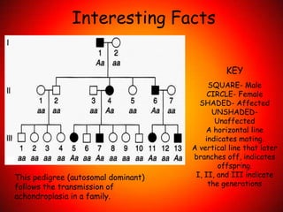 Achondroplasia Pedigree