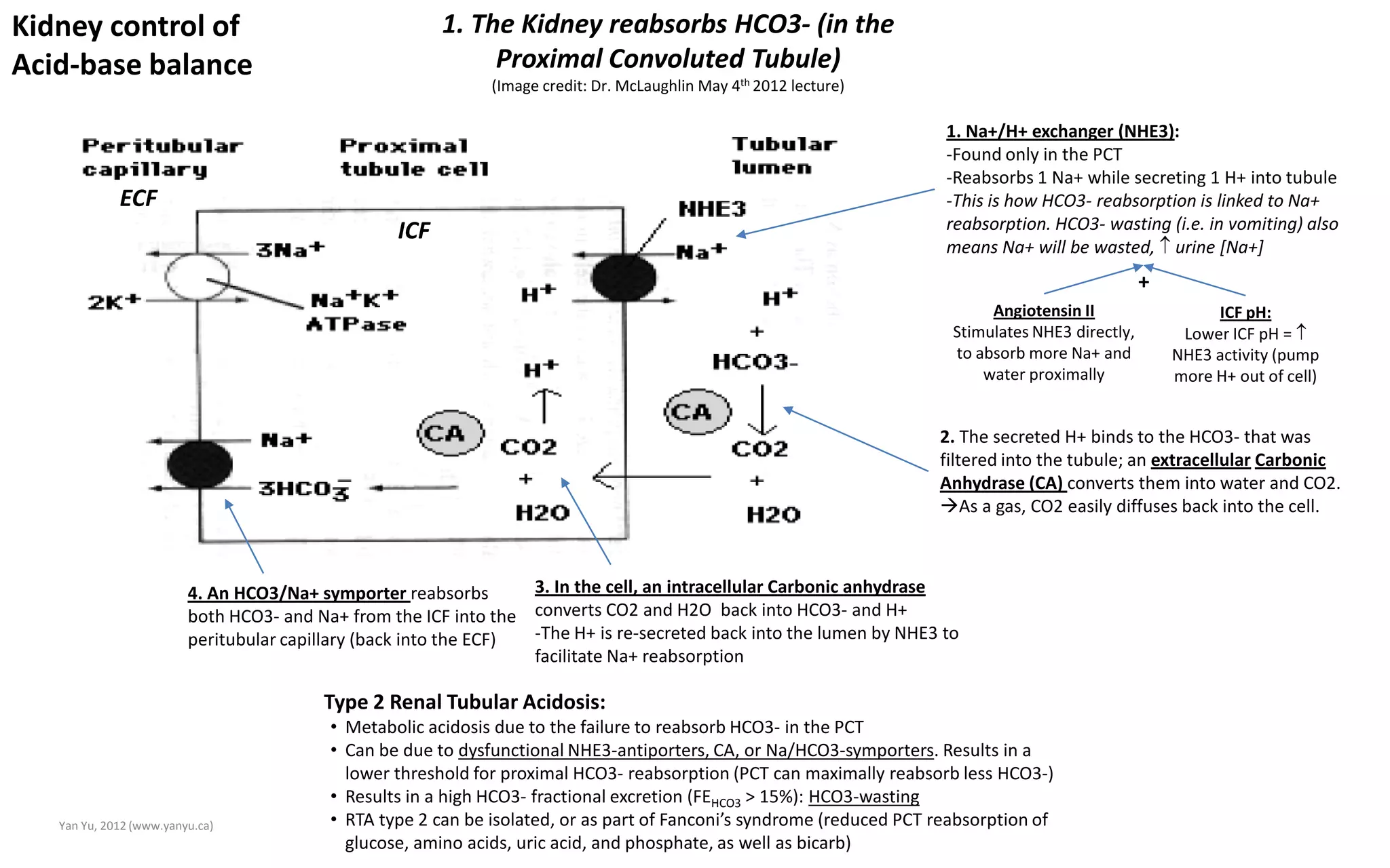 Acid base-balance-physiology | PDF