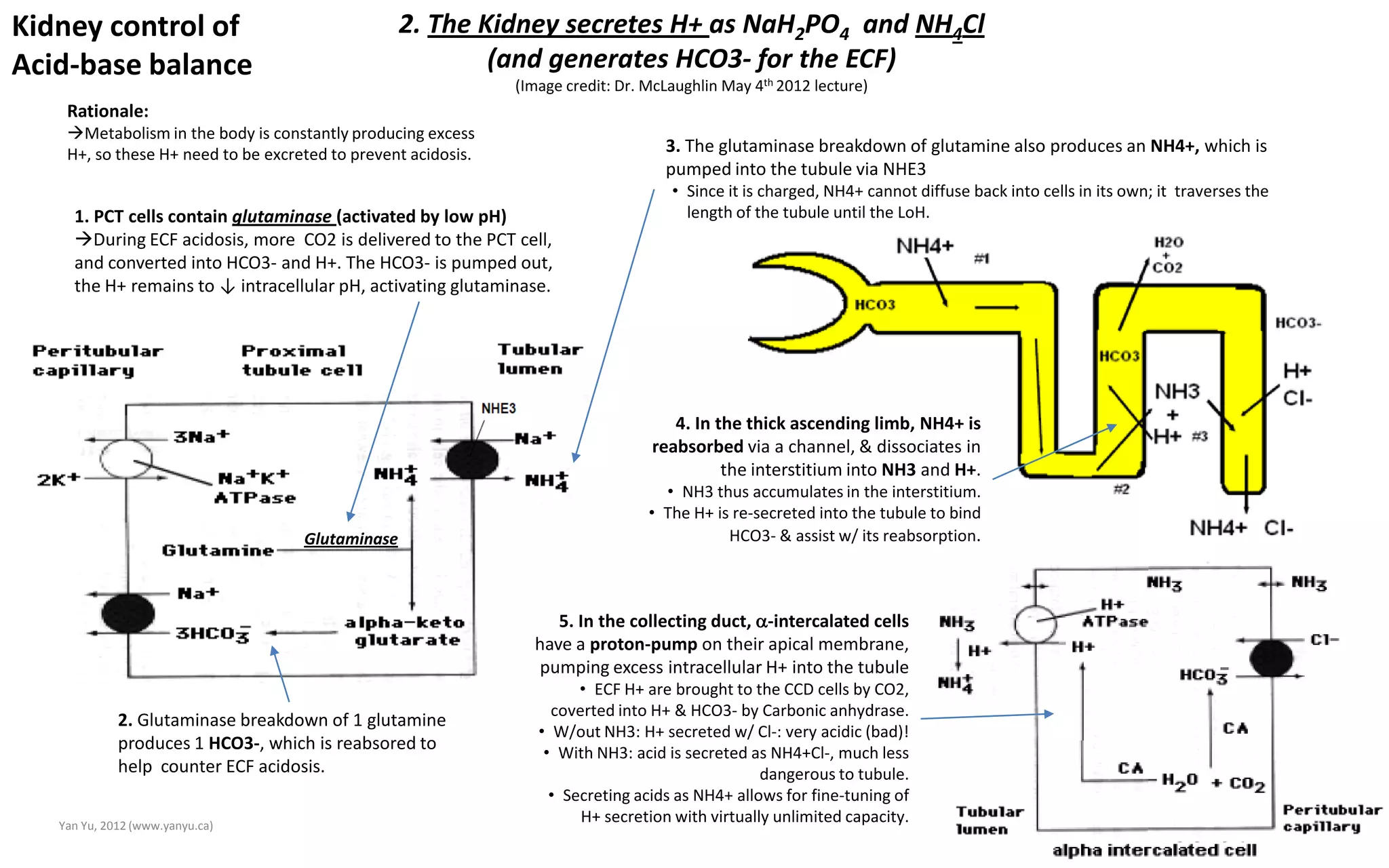 Acid base-balance-physiology | PDF