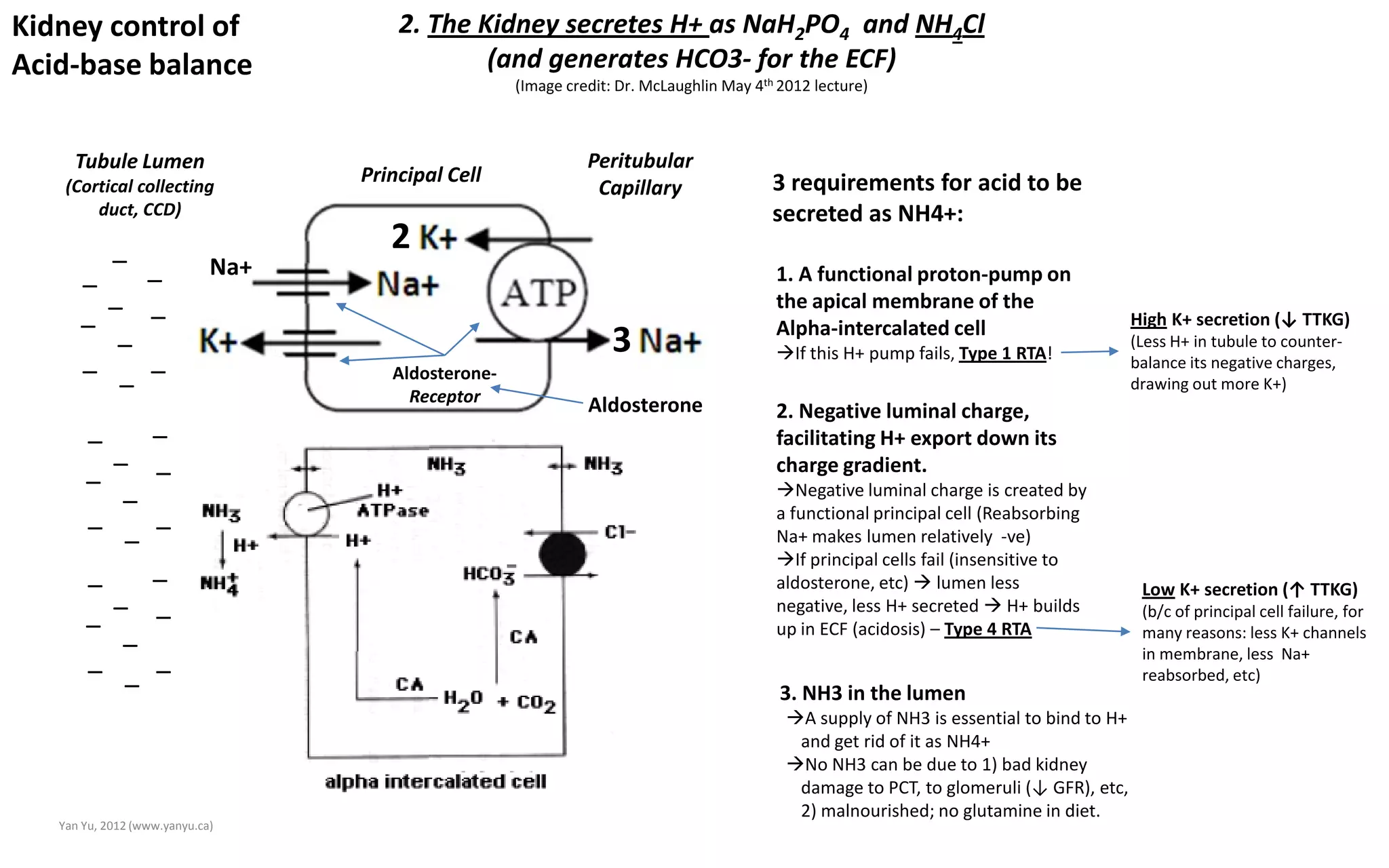Acid base-balance-physiology | PDF