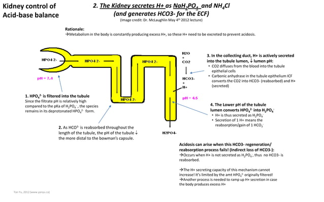 Acid base-balance-physiology | PDF
