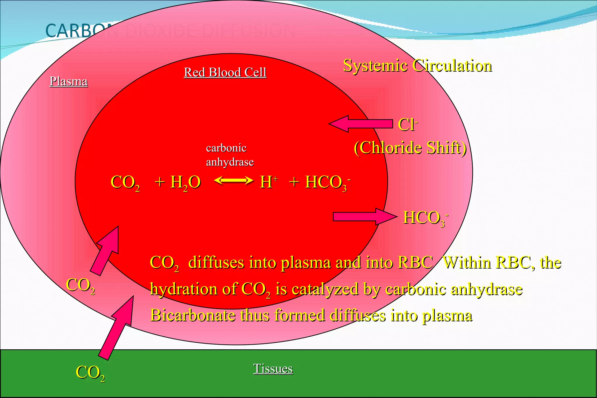 Acid Base Balance | PPT