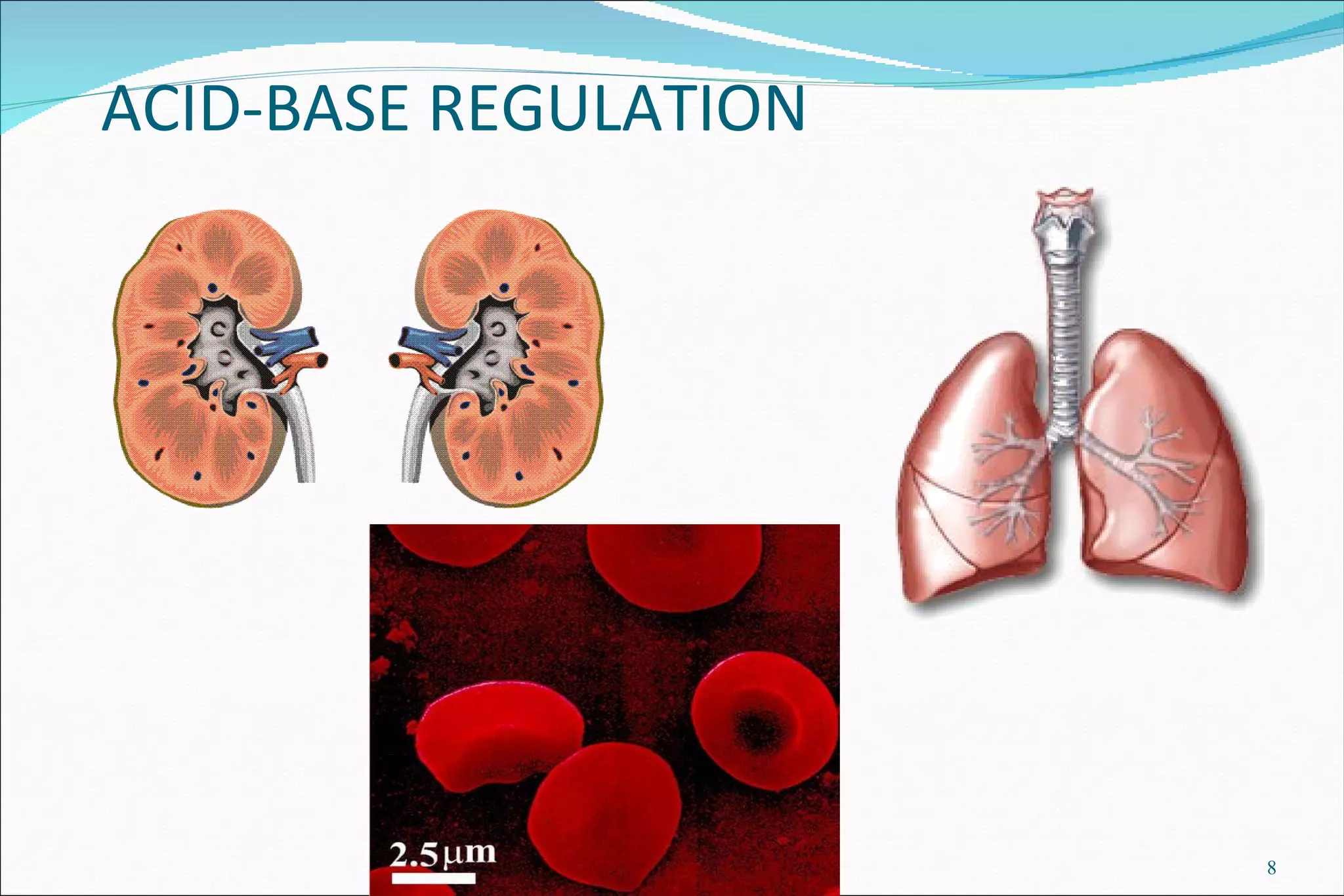 Acid Base Balance | PPT