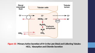 ACID-BASE Balance, Buffer, Lungs & Renal Mechanisms.pptx