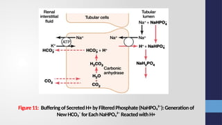 ACID-BASE Balance, Buffer, Lungs & Renal Mechanisms.pptx