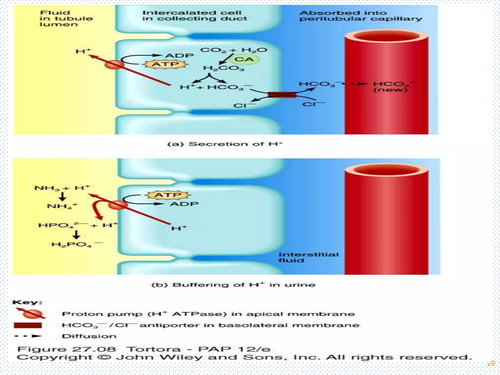 Acid-Base Homeostasis | PPTX