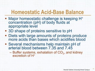 Acid-Base Homeostasis | PPTX | Lung and Respiratory Health | Diseases ...