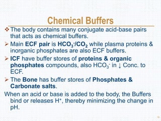 Acid-Base Homeostasis | PPTX | Lung and Respiratory Health | Diseases ...