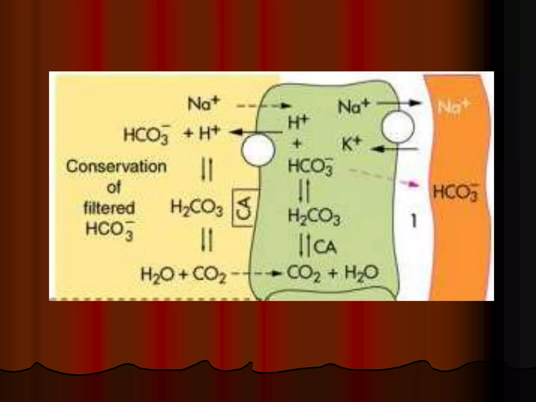Acid Base Balance - Biochemistry of human homeostasis | PPT | Chemistry ...