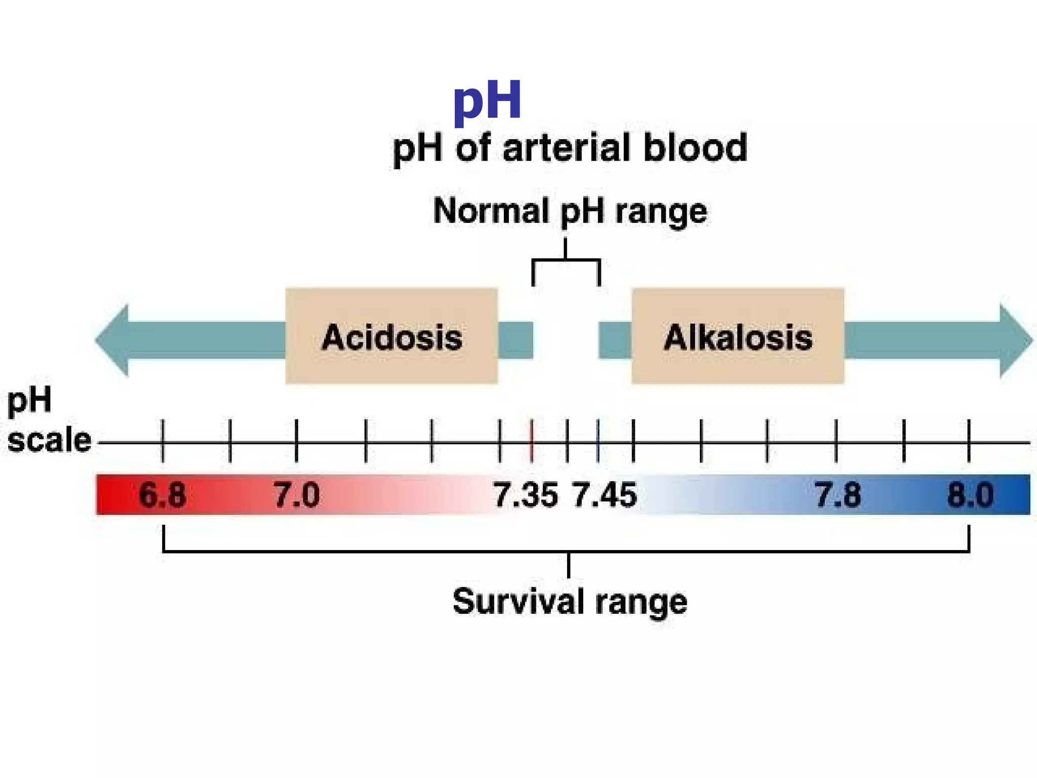 Acid base balance KUB by Dr. Samreena | PPT