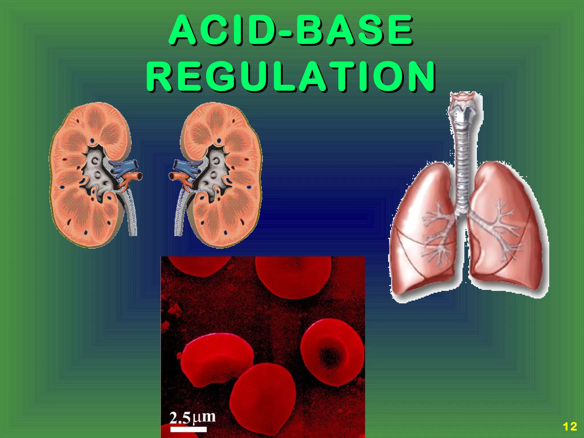 Acid base homeostasis | PPT | Lung and Respiratory Health | Diseases ...
