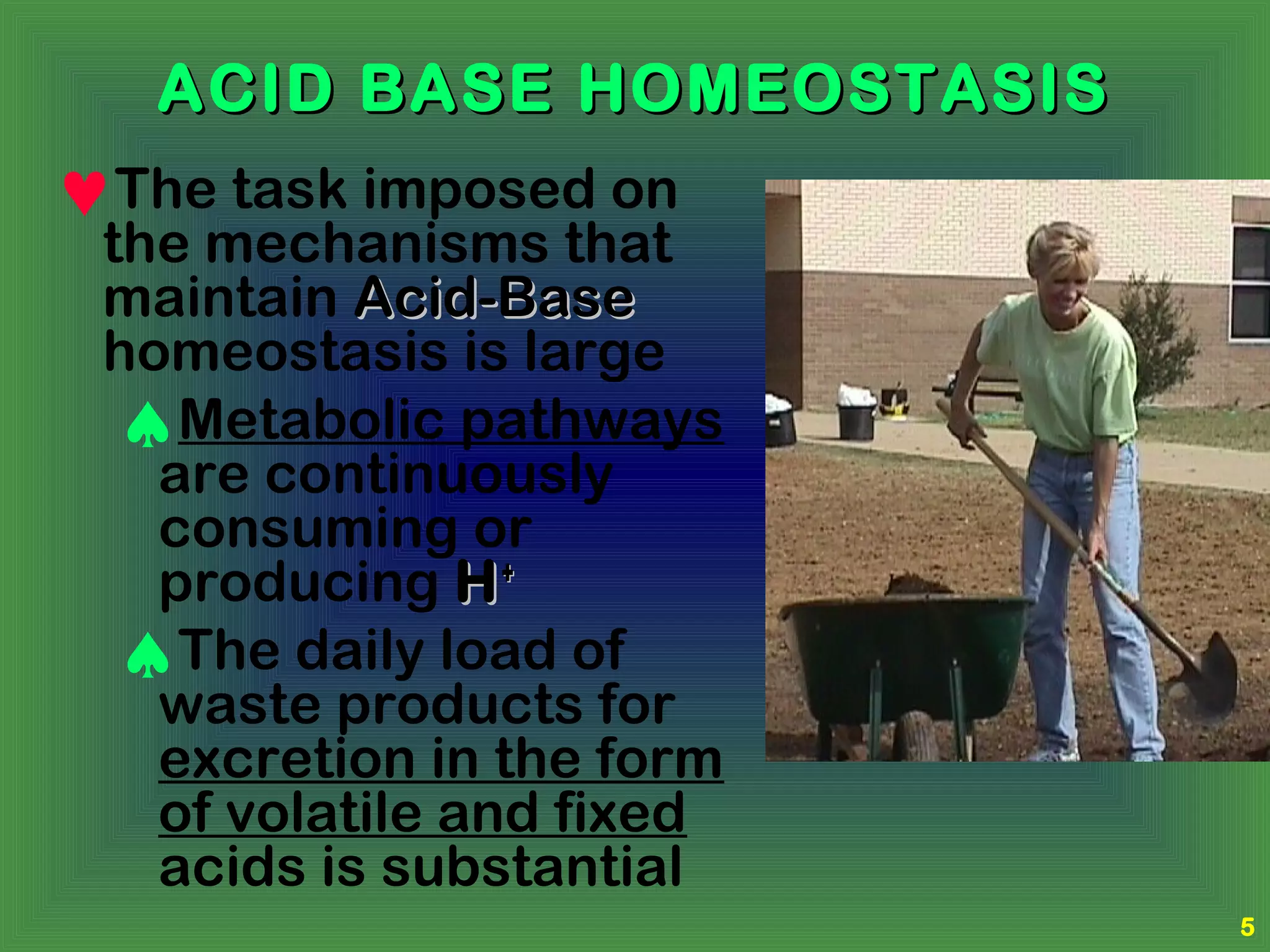 Acid base homeostasis | PPT | Lung and Respiratory Health | Diseases ...