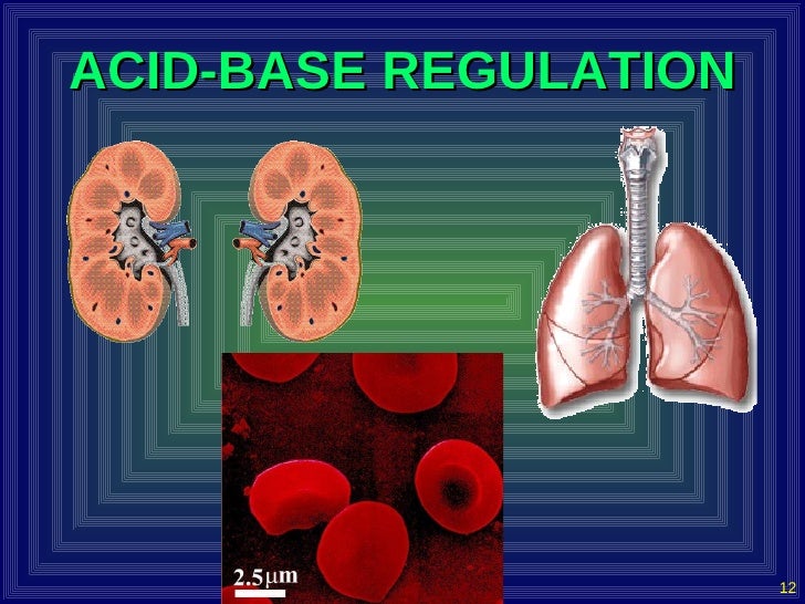 Acid Base Homeostasis