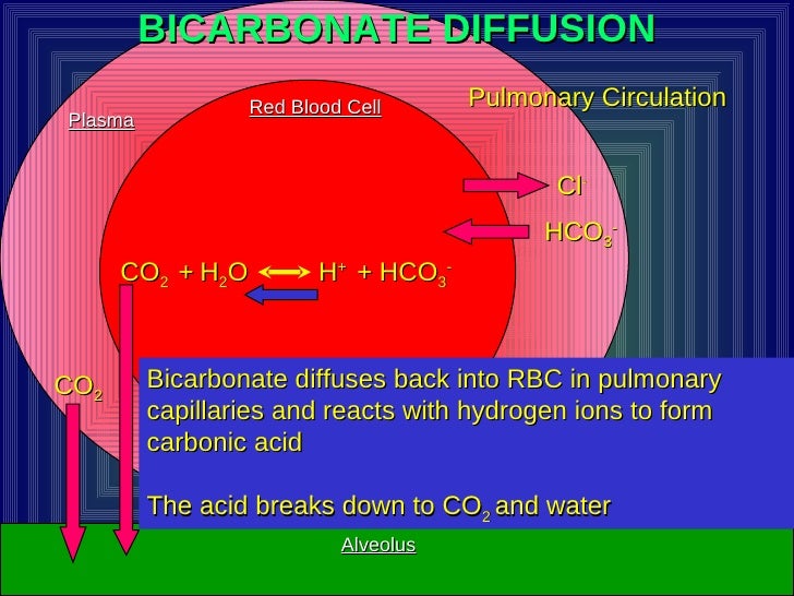 Acid Base Homeostasis