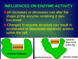 Acid Base Homeostasis | PPT