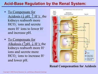 Acid base lecture (shortened) | PPT