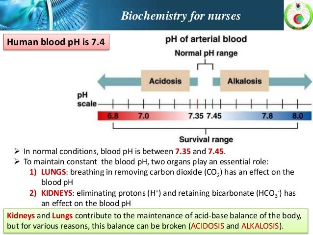 Acid base regulation