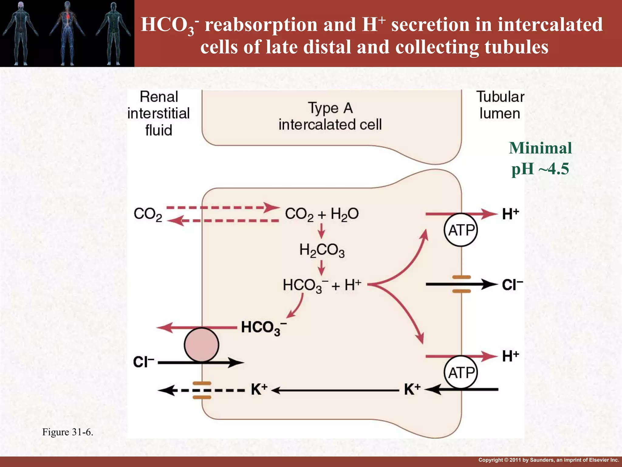 Acid-Base Regulation.ppt | Lung and Respiratory Health | Diseases and ...