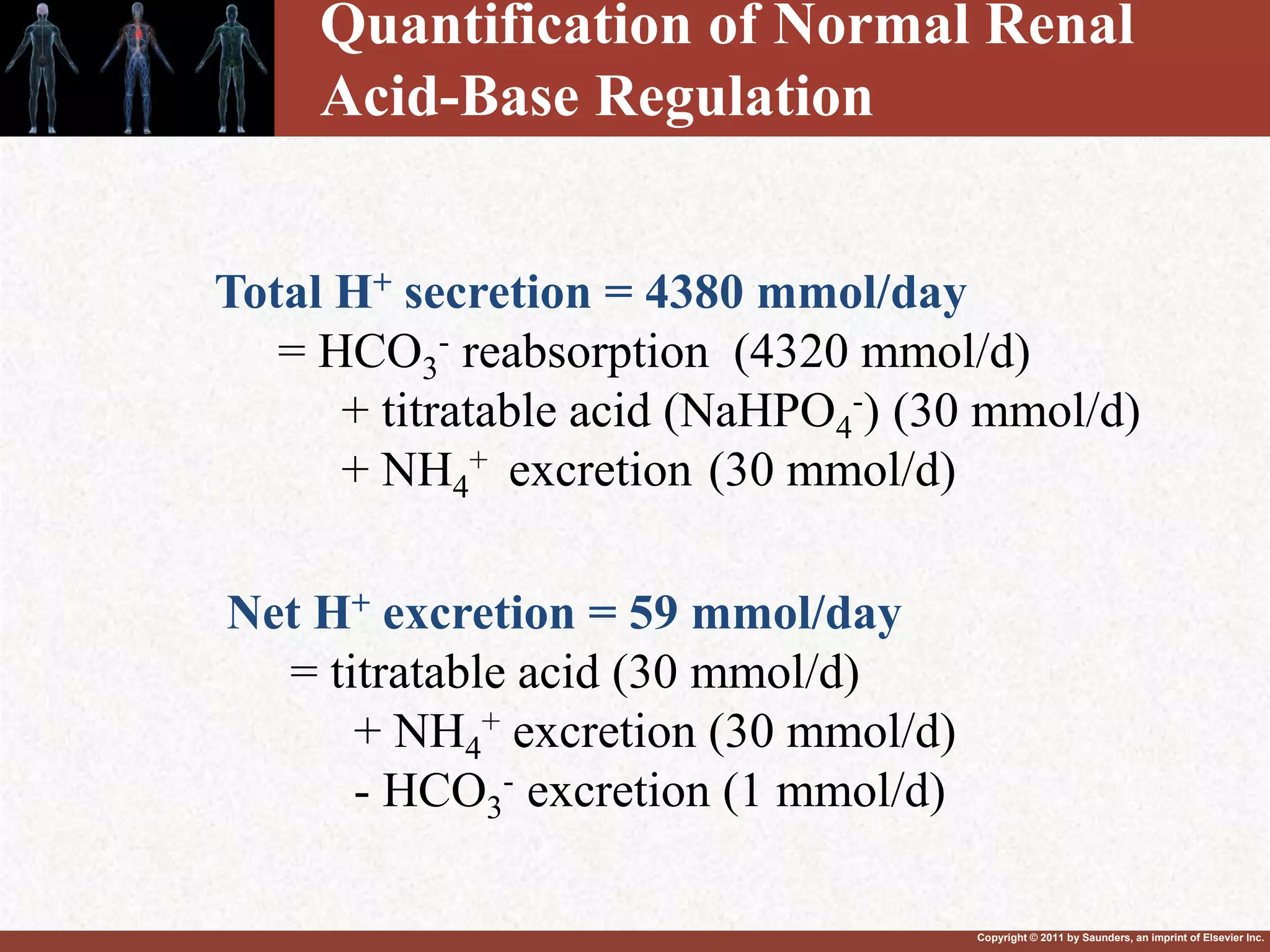 Acid-Base Regulation.ppt | Lung and Respiratory Health | Diseases and ...