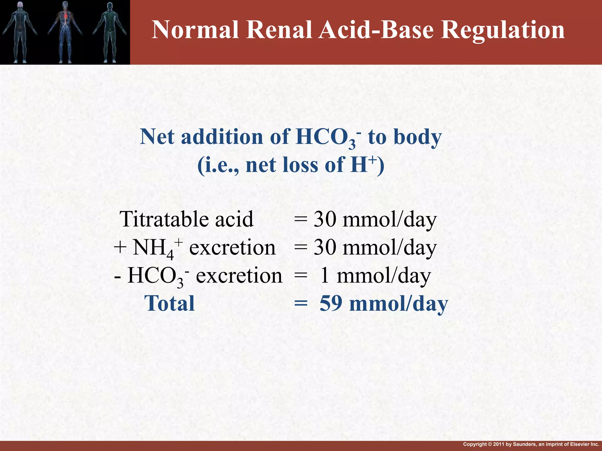 Acid-Base Regulation.ppt | Lung and Respiratory Health | Diseases and ...