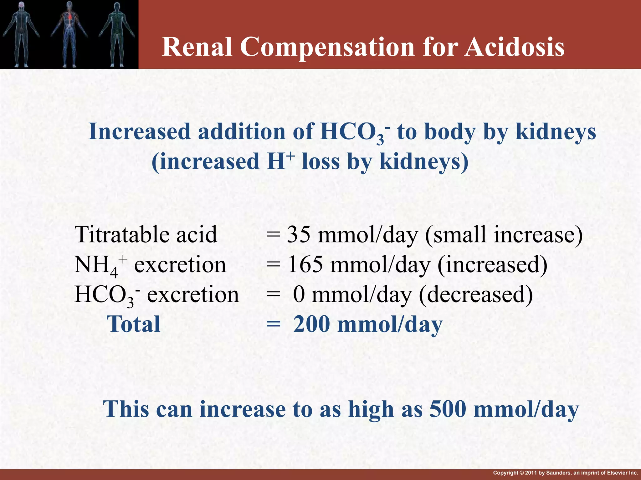 Acid-Base Regulation.ppt | Lung and Respiratory Health | Diseases and ...