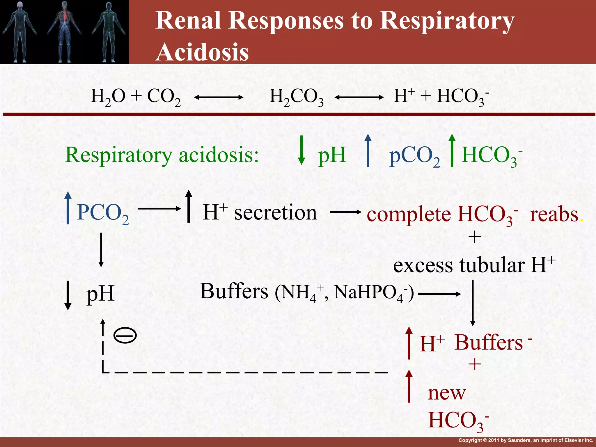 Acid-Base Regulation.ppt | Lung and Respiratory Health | Diseases and ...