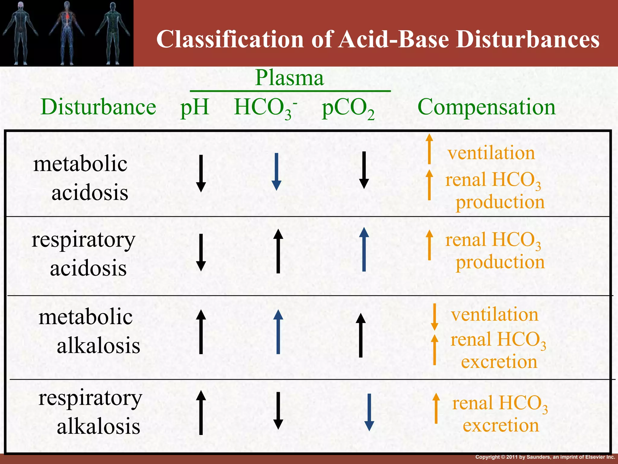 Acid-Base Regulation.ppt | Lung and Respiratory Health | Diseases and ...