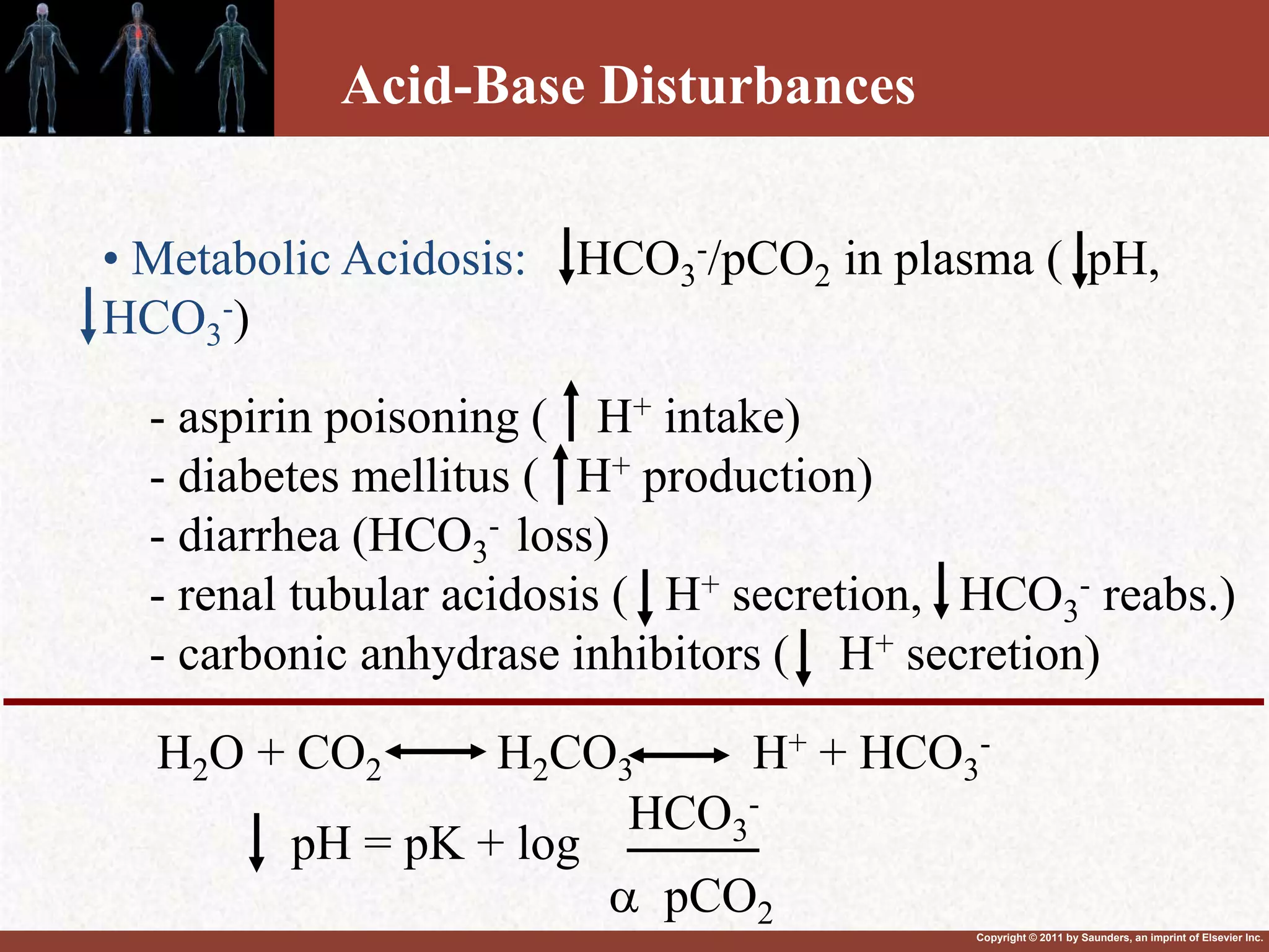 Acid-Base Regulation.ppt | Lung and Respiratory Health | Diseases and ...