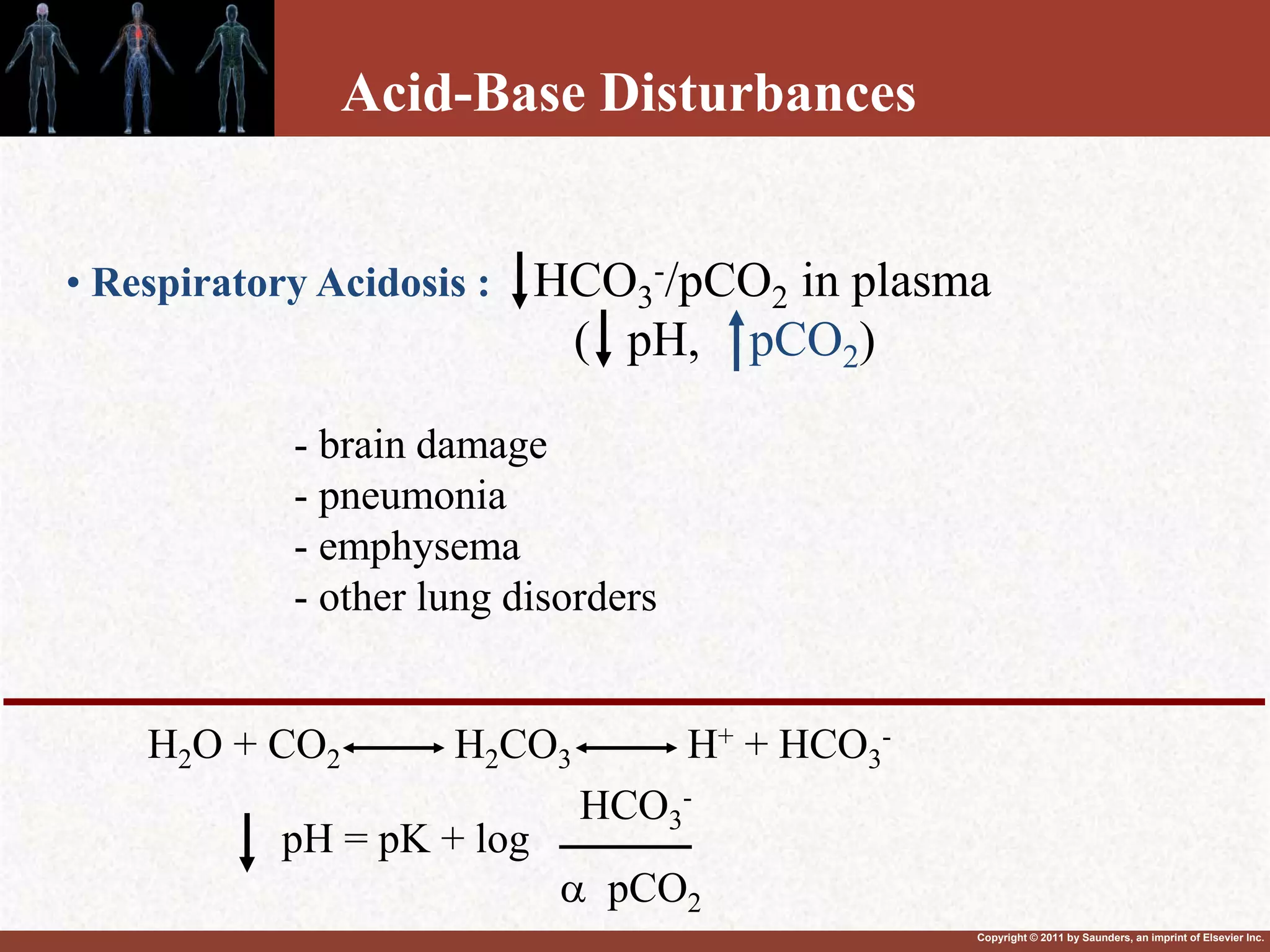 Acid-Base Regulation.ppt | Lung and Respiratory Health | Diseases and ...