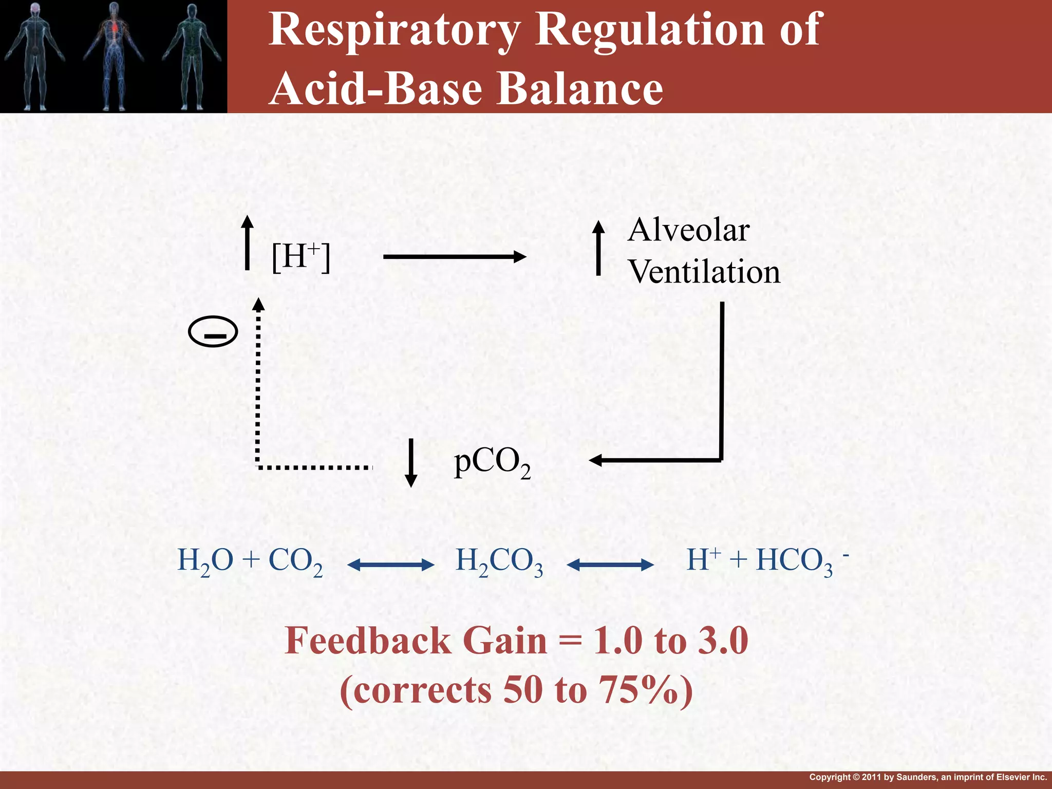 Acid-Base Regulation.ppt | Lung and Respiratory Health | Diseases and ...