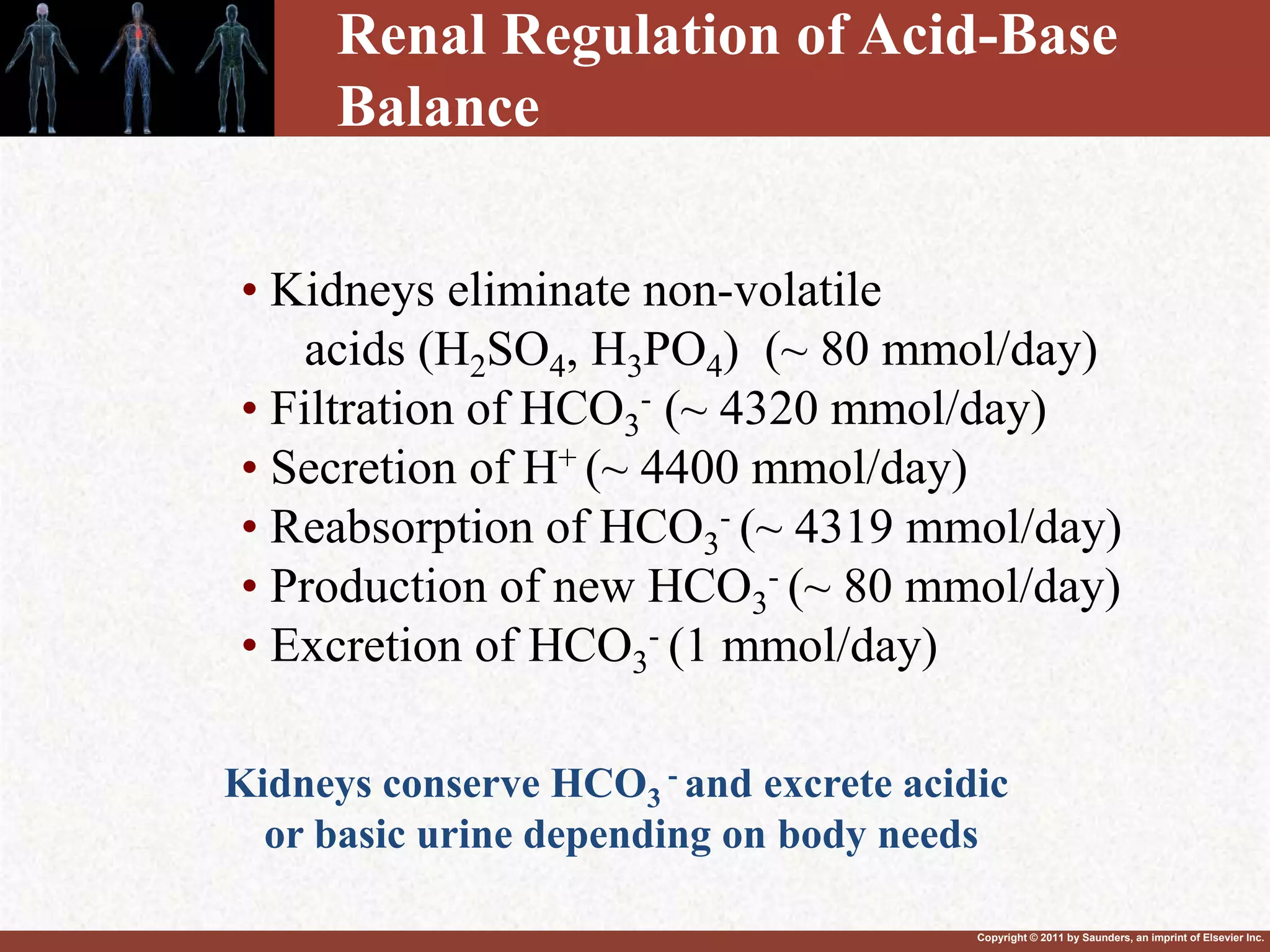 Acid-Base Regulation.ppt | Lung and Respiratory Health | Diseases and ...