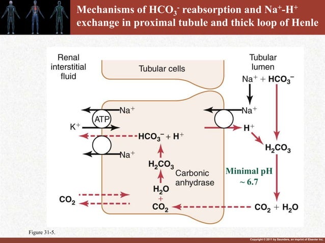 Acid-Base Regulation.ppt | Lung and Respiratory Health | Diseases and ...