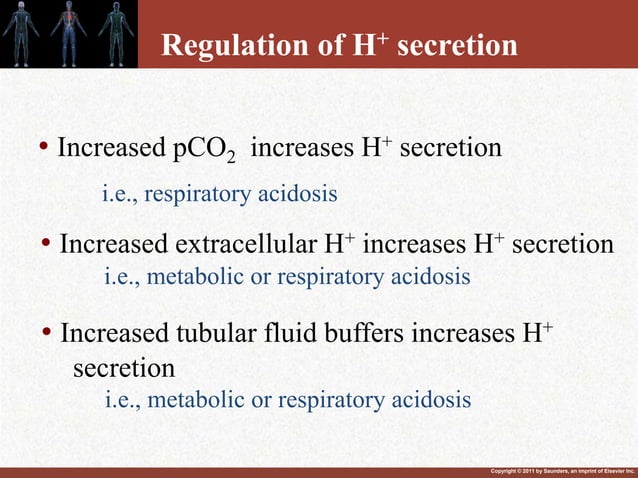 Acid-Base Regulation.ppt | Lung and Respiratory Health | Diseases and ...