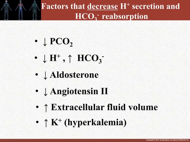 Acid-Base Regulation.ppt | Lung and Respiratory Health | Diseases and ...