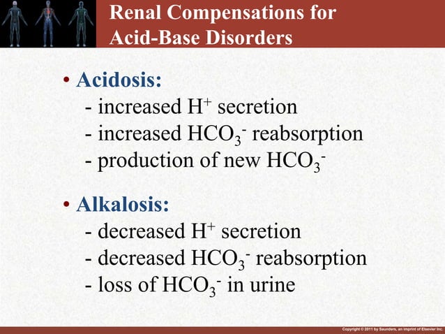 Acid-Base Regulation.ppt | Lung and Respiratory Health | Diseases and ...