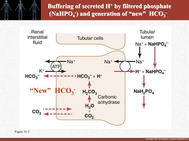 Acid-Base Regulation.ppt | Lung and Respiratory Health | Diseases and ...
