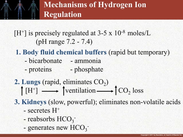 Acid-Base Regulation.ppt | Lung and Respiratory Health | Diseases and ...
