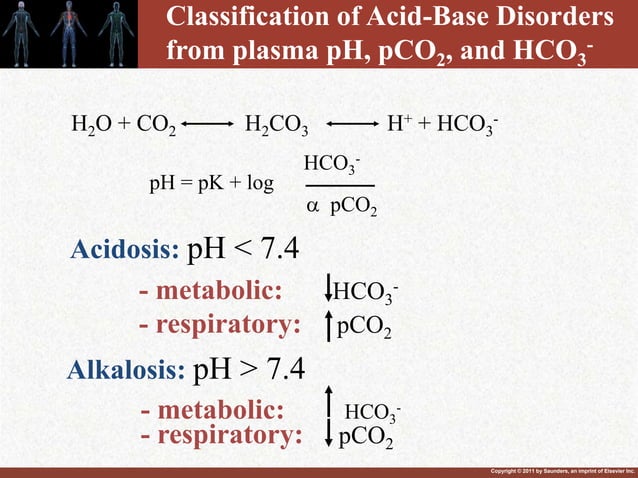 Acid-Base Regulation.ppt | Lung and Respiratory Health | Diseases and ...