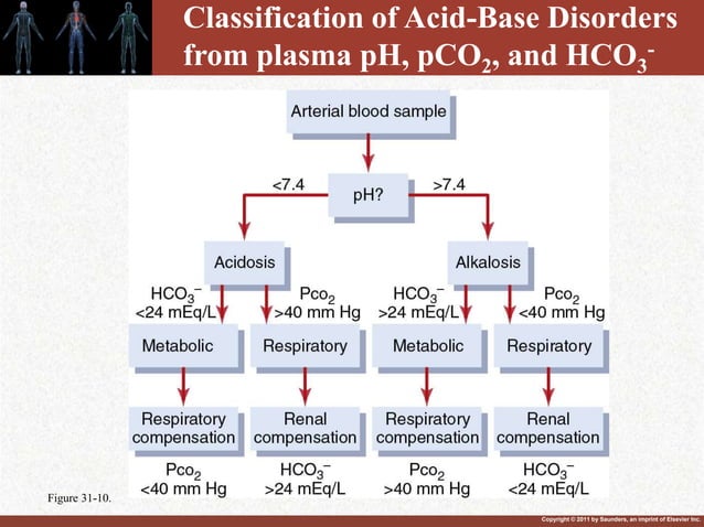 Acid-Base Regulation.ppt | Lung and Respiratory Health | Diseases and ...