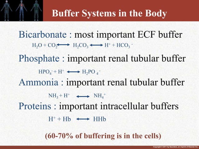 Acid-Base Regulation.ppt | Lung and Respiratory Health | Diseases and ...