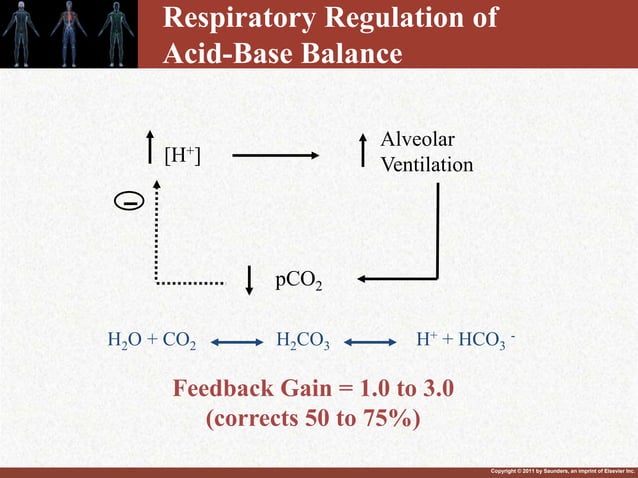 Acid-Base Regulation.ppt | Lung and Respiratory Health | Diseases and ...