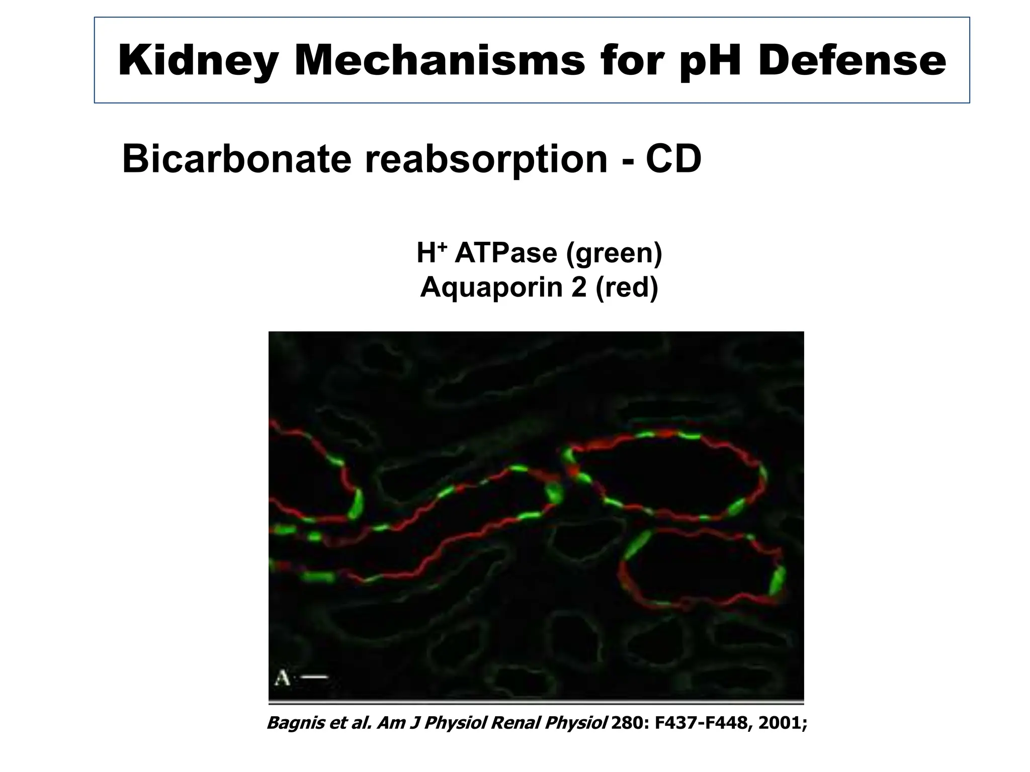 Acid-Base Regulation in the Kidney 2022 web with MCQ answers.pptx