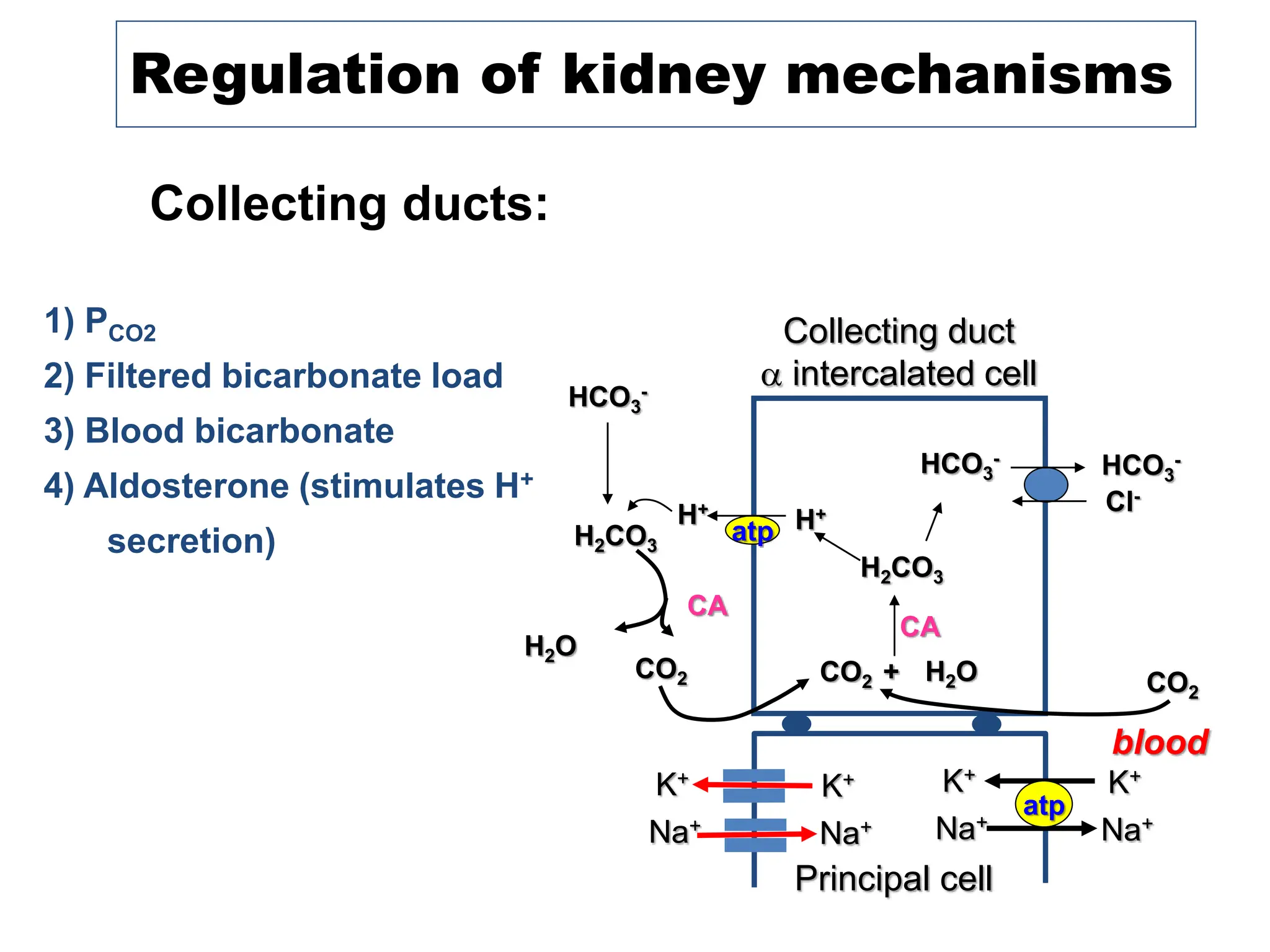 Acid-Base Regulation in the Kidney 2022 web with MCQ answers.pptx