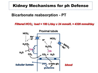 Acid-Base Regulation in the Kidney 2022 web with MCQ answers.pptx