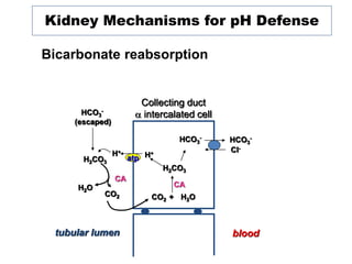 Acid-Base Regulation in the Kidney 2022 web with MCQ answers.pptx