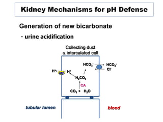Acid-Base Regulation in the Kidney 2022 web with MCQ answers.pptx