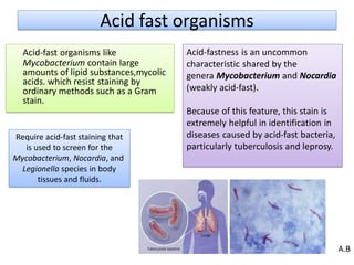 Acid fast staining | PDF | Chemistry | Science