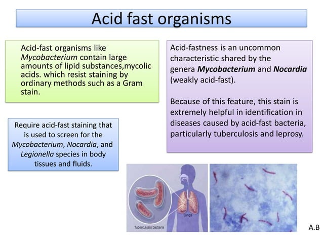 Acid fast staining | PDF | Chemistry | Science