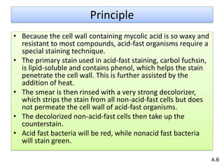 Acid fast staining | PDF | Chemistry | Science